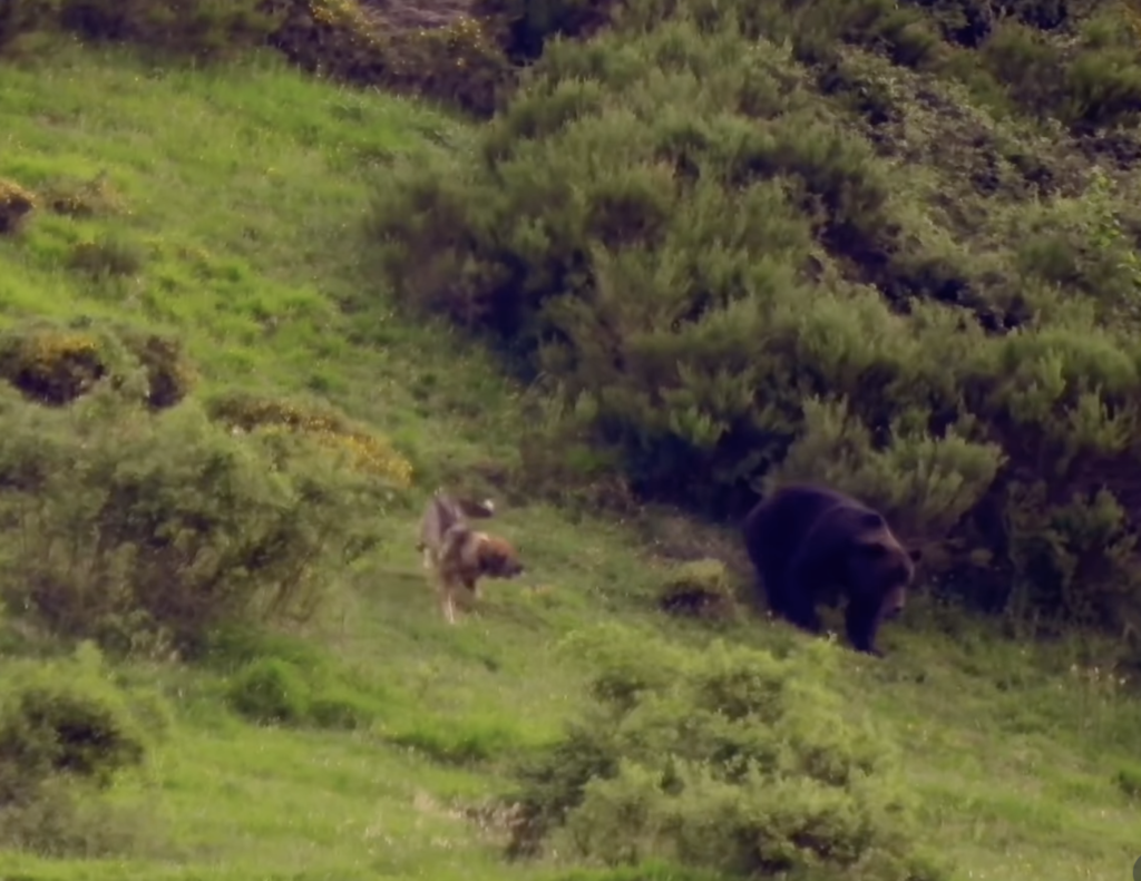 Un mastín protege a sus vacas de un oso en Somiedo – La Voz del Trubia